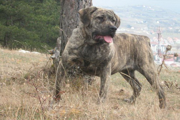 S.O.P – pas kojeg su se i vitezovi plašili