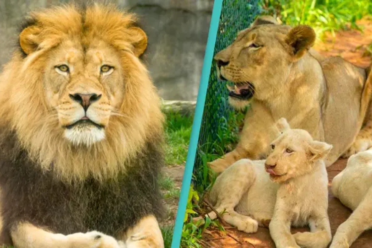 Ne diraj lava dok spava – lekcija koju je čovek iz Gane naučio na teži ...